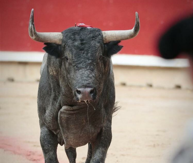 Pamplona / San Fermin : les cartels de la Féria del Toro 2024 dévoilés ...